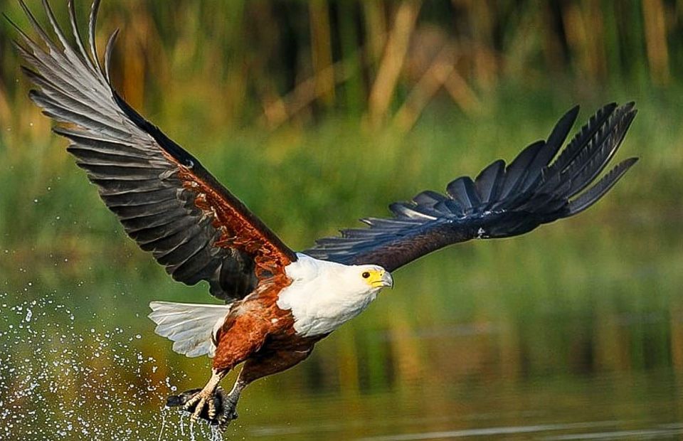10 Things you may not have Known about the African Fish Eagle | Chitwa Chitwa